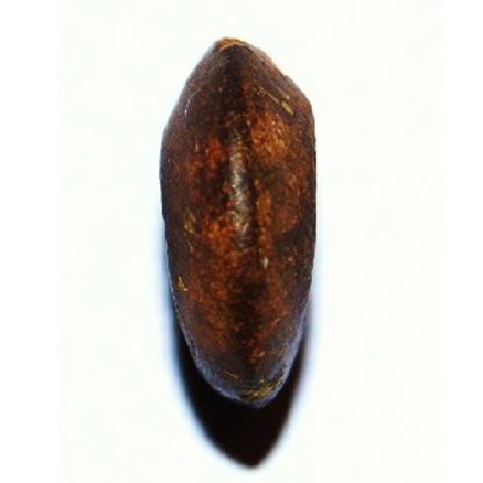 Annular Bead